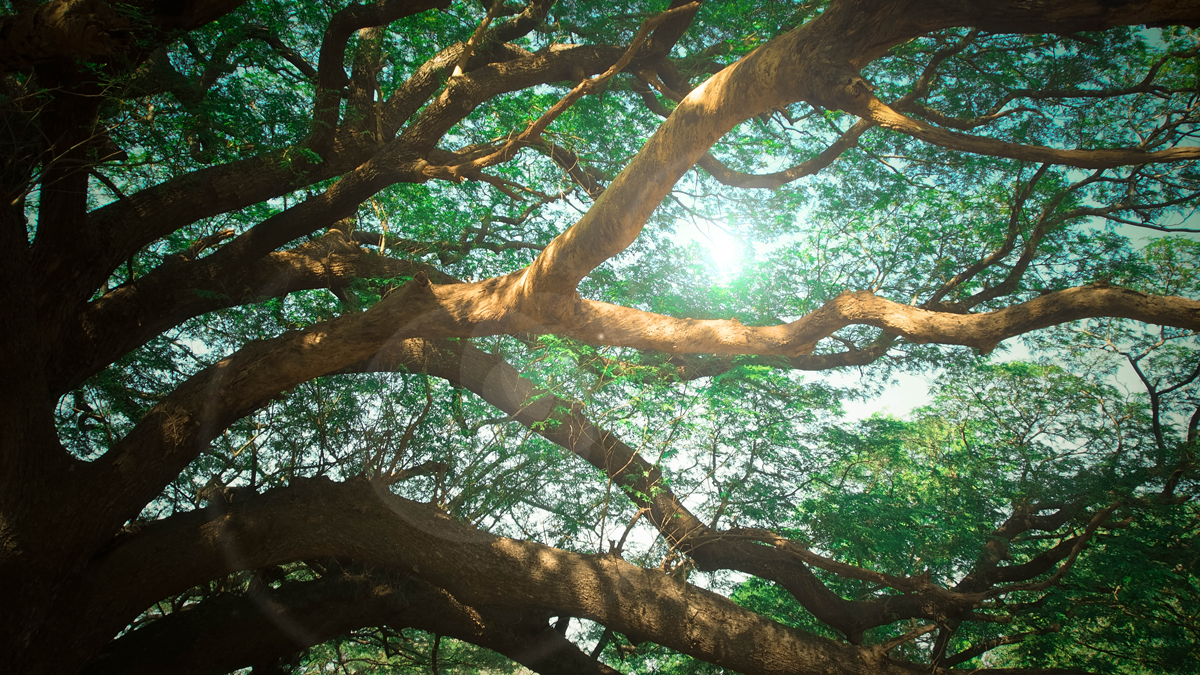 Home - Branch.Tools | branch tools